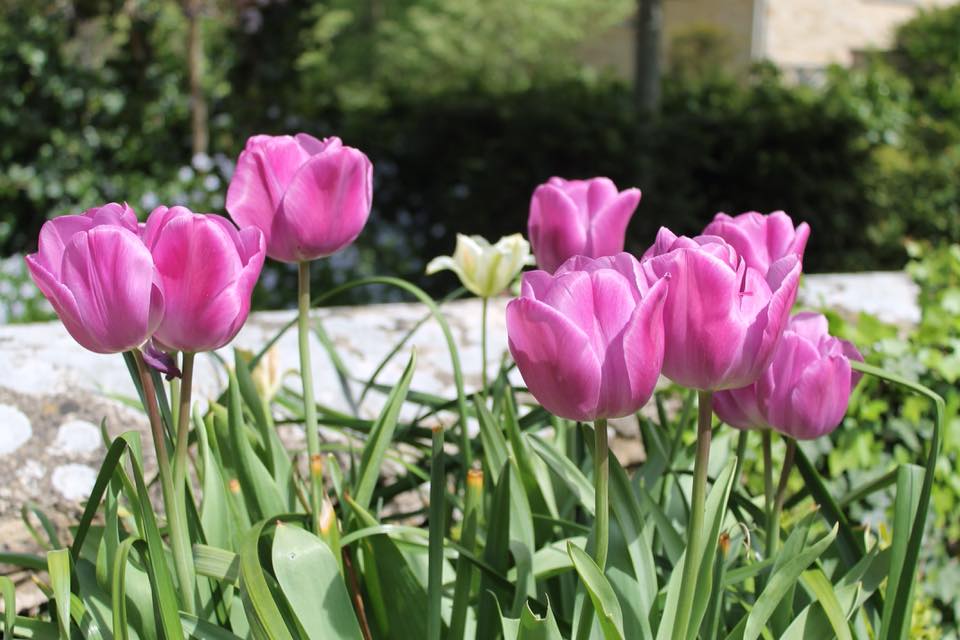 CARLOS ALARICO GÓMEZ, A UNA ROSA CENTENARIA - Círculo de Escritores de ...
